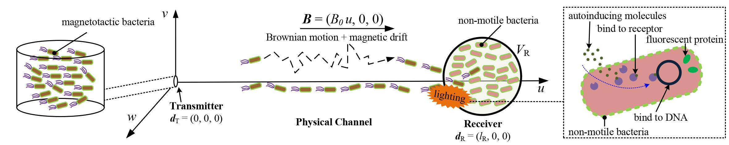 Temporal Convolutional Network Based Signal Detection for Magnetotactic Bacteria Communication ...
